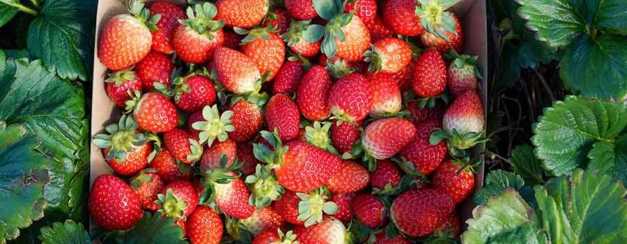 Why You Should Think Twice Before Eating Strawberries - Non-Toxic Dad